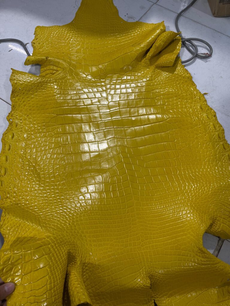 Yellow Crocodile Belly Skin - premiumexoticleather.com